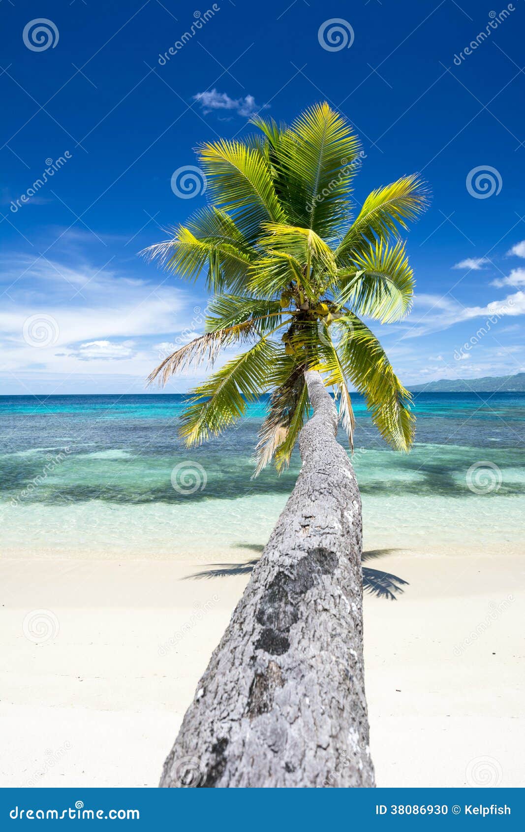 Palm tree over water stock photo. Image of resort, recreation - 38086930