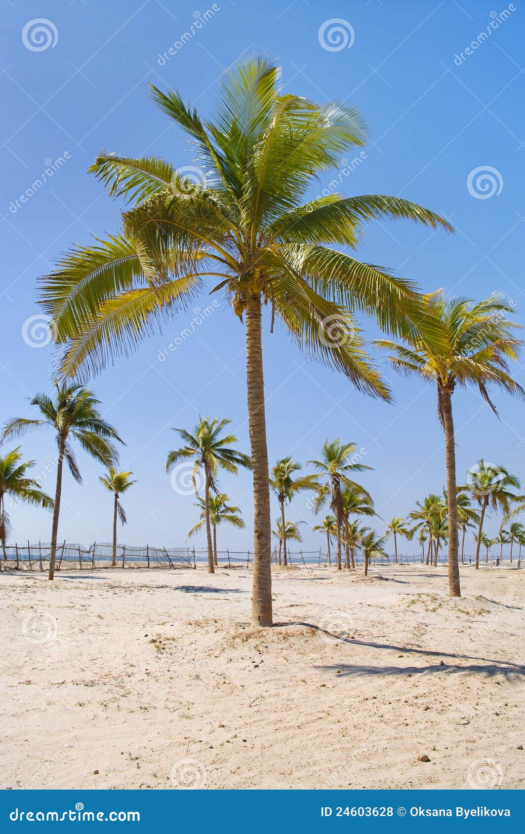 Palm Tree Over White Sand Beach. Stock Photo - Image of idyllic, palm ...