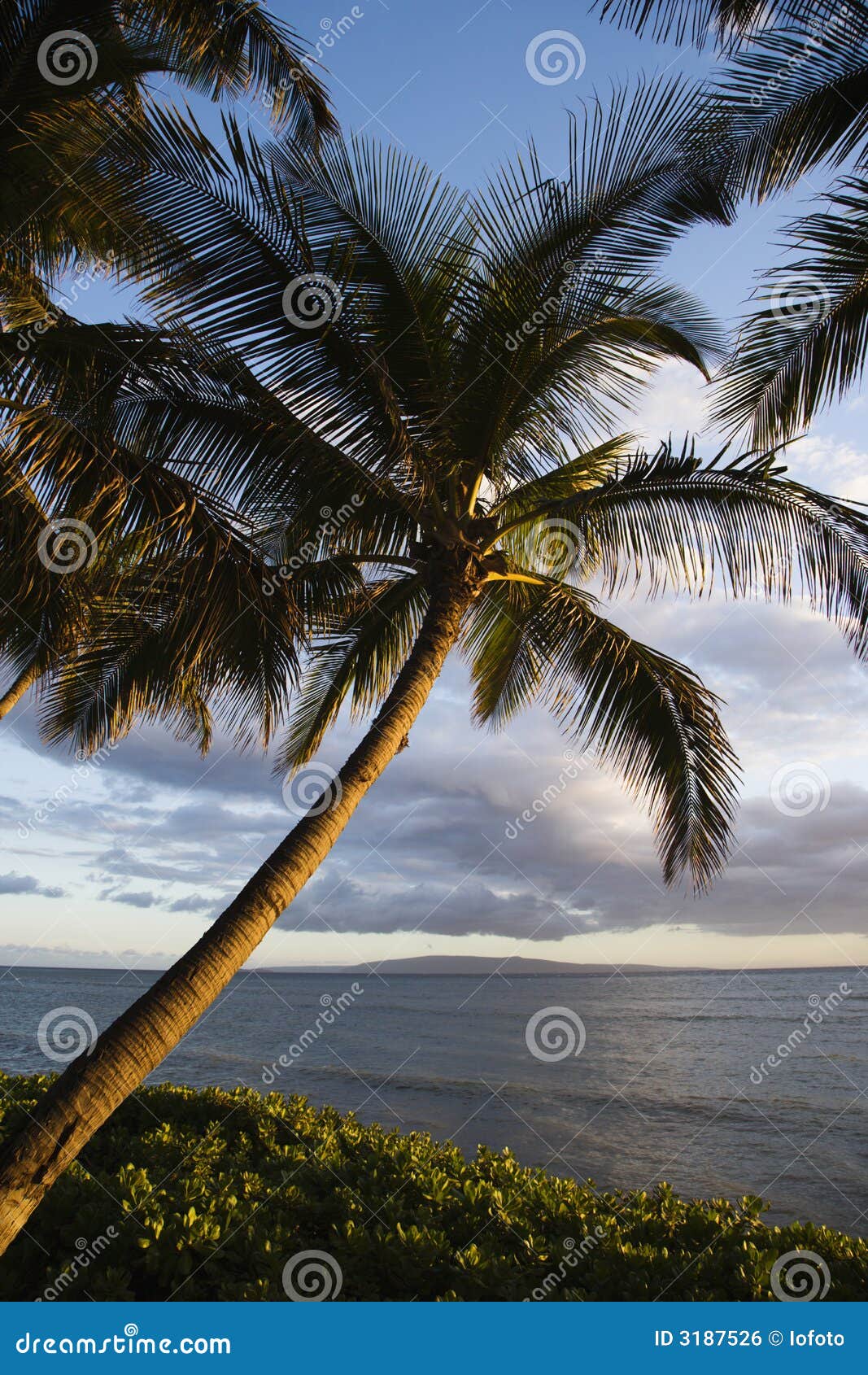 Palm Tree by Pacific Ocean. Stock Photo - Image of tropical, color: 3187526