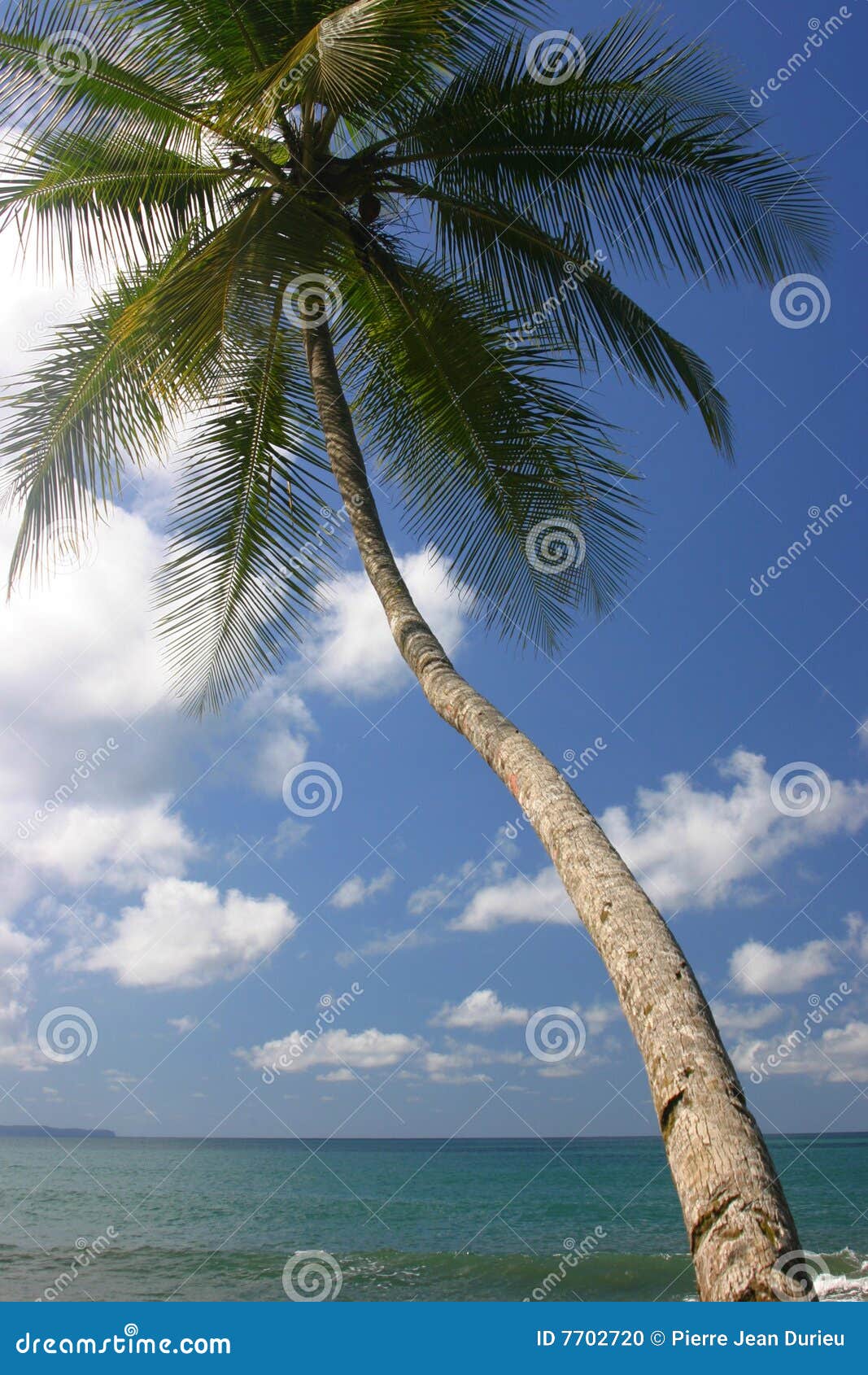 Palm Tree and Pacific Ocean Stock Photo - Image of rica, travel: 7702720