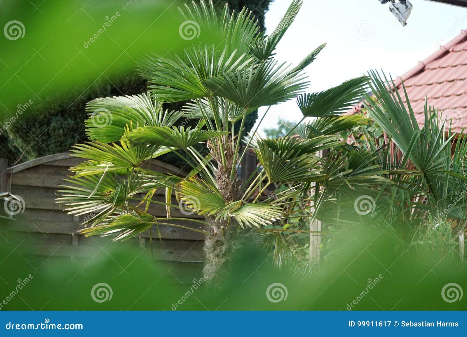 Palm tree stock image. Image of forest, spring, germany - 99911617
