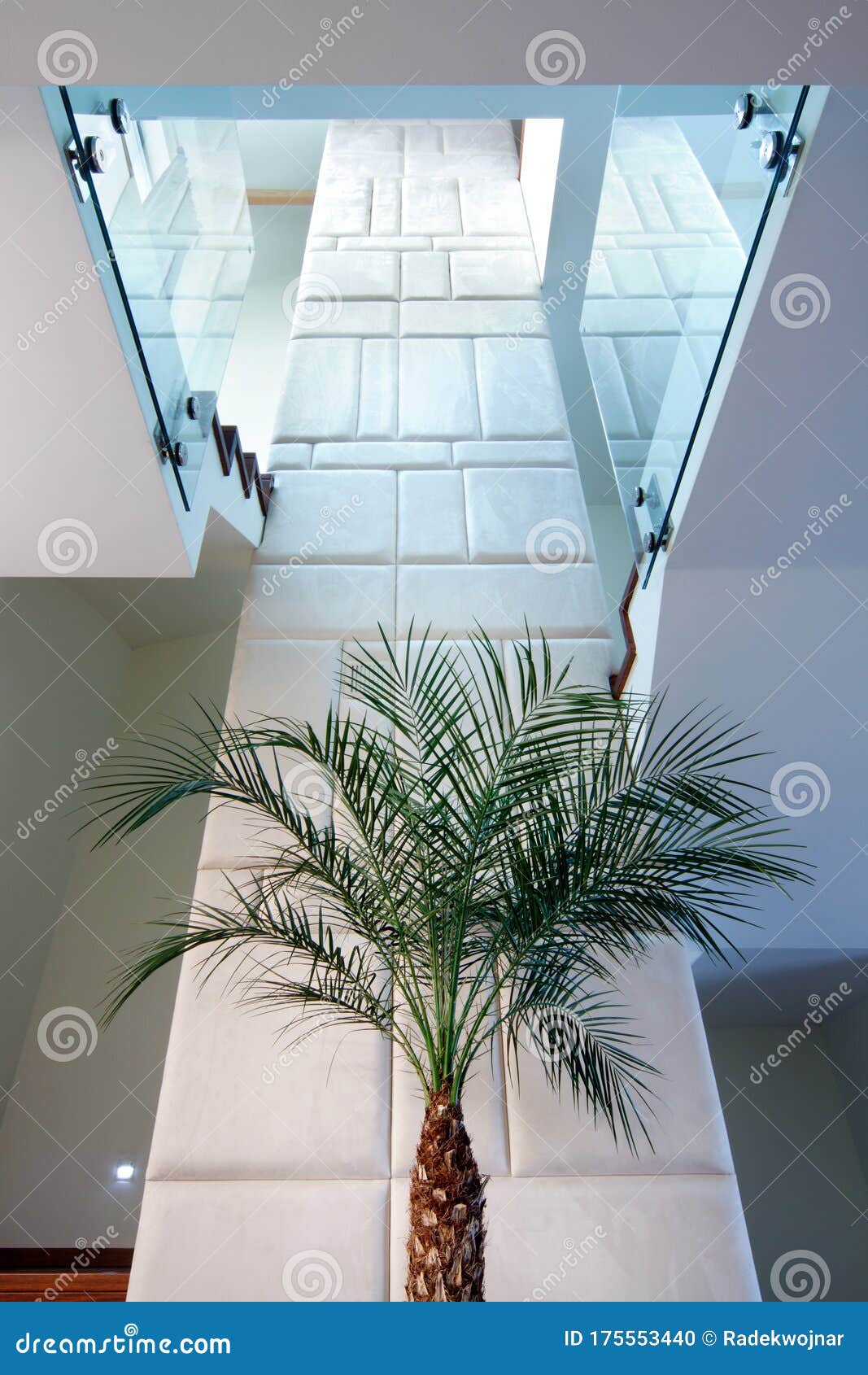 Palm Tree stock photo. Image of space, design, branches - 175553440