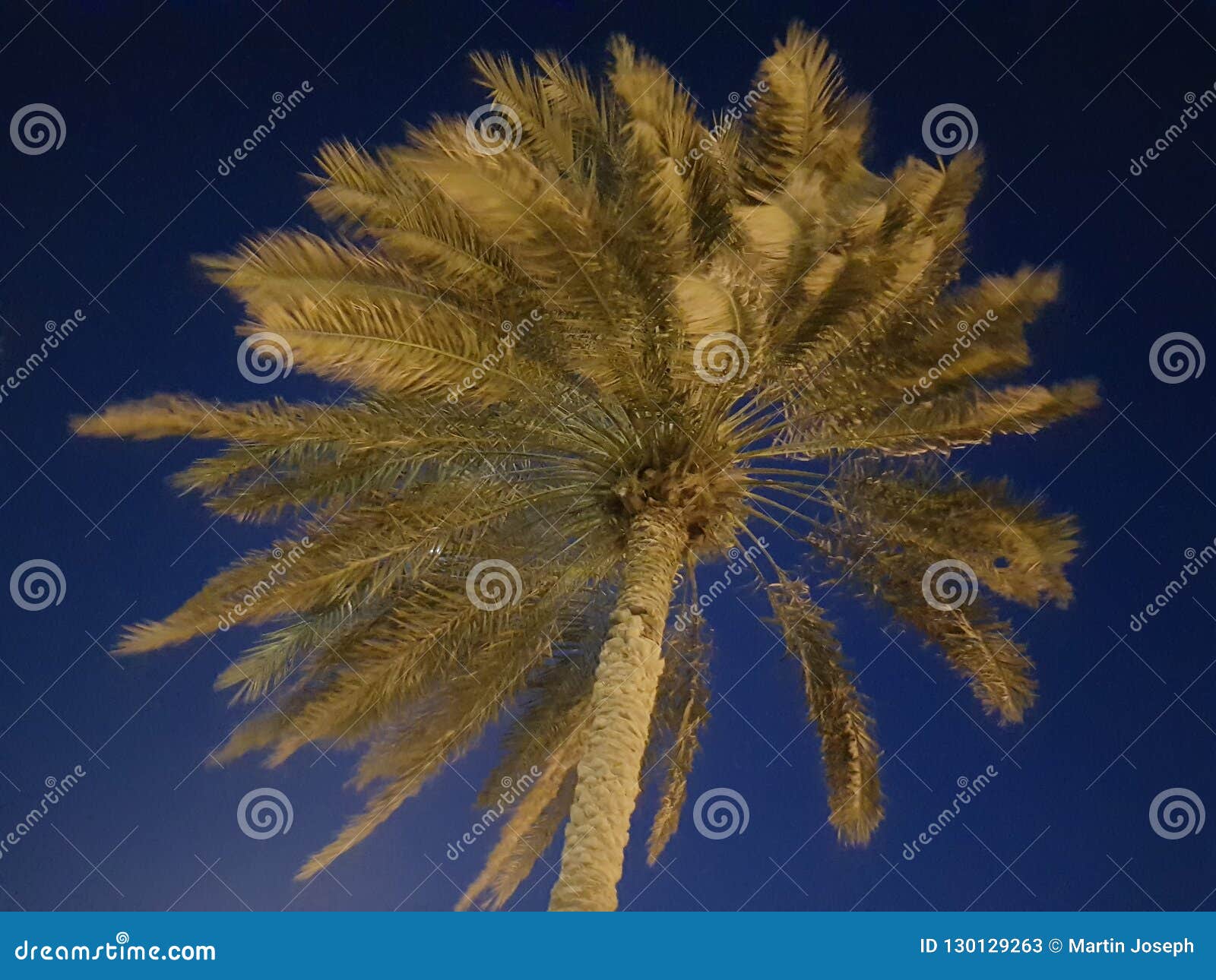 Palm tree stock image. Image of palm, tree, dammam, saudi - 130129263