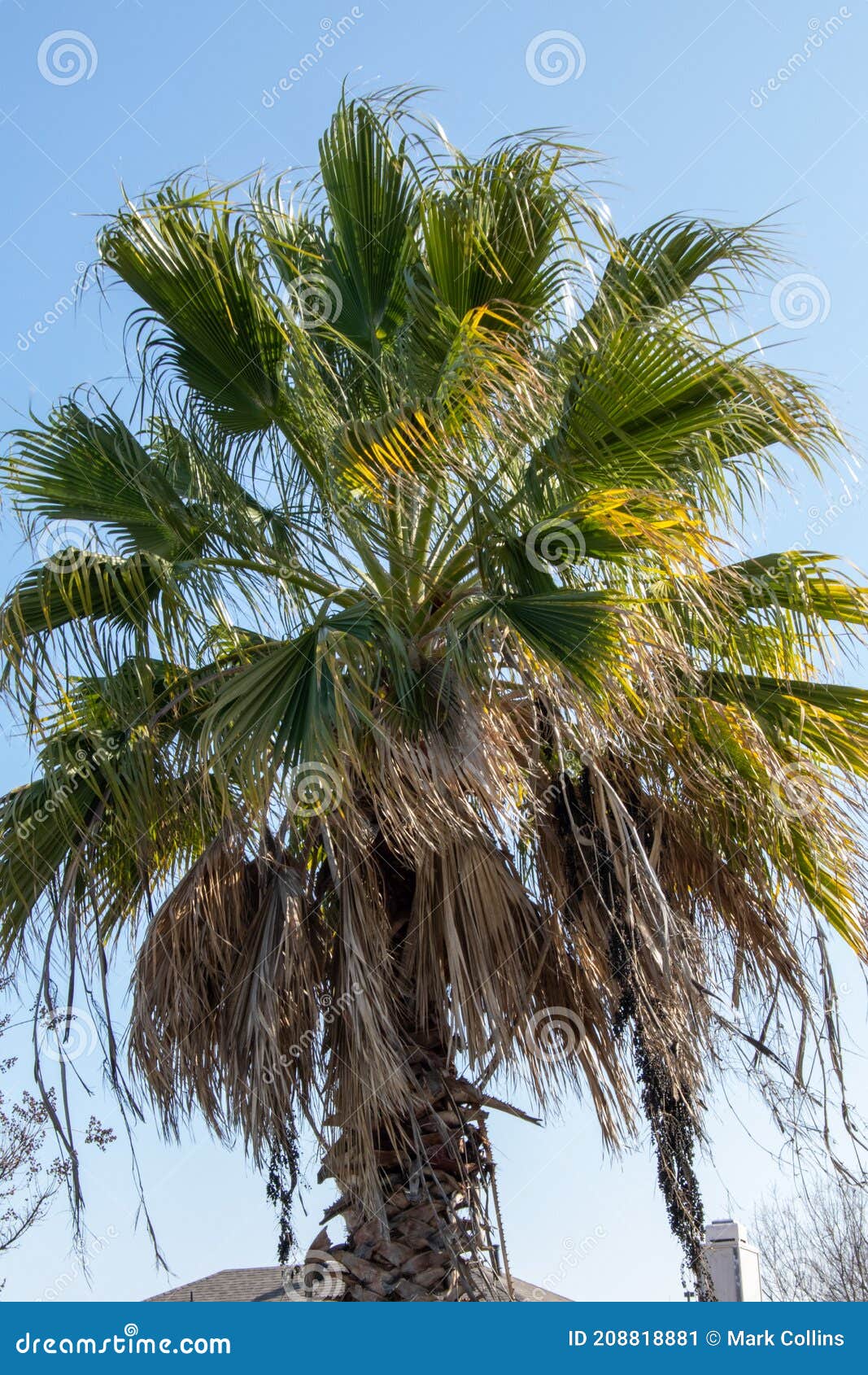 Palm Tree stock image. Image of texas, palmtree, green - 208818881