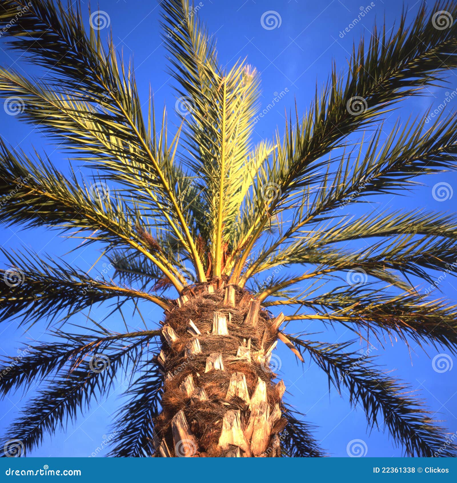 Palm Tree (Palmae) stock photo. Image of plant, nature - 22361338