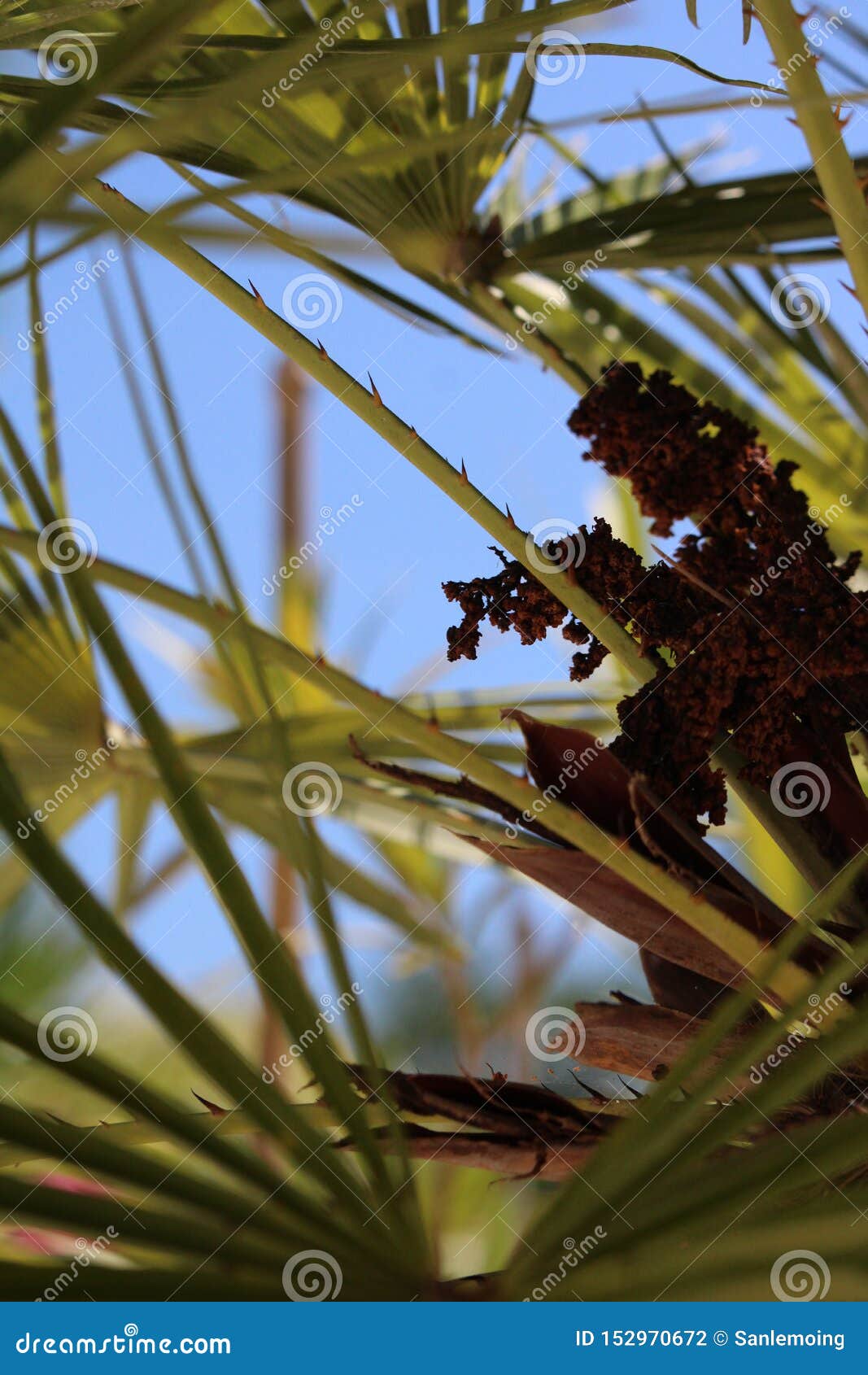 Palm Tree Palms Shade and Sky Stock Photo - Image of nature, heart ...
