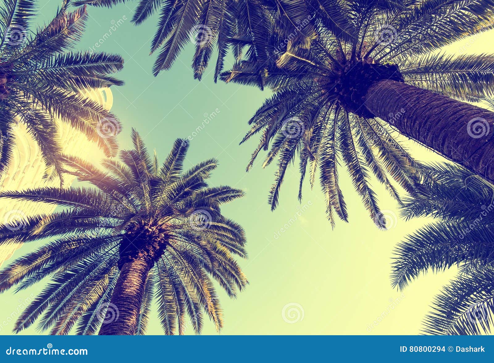 Palm Tree on Paper Background Stock Photo - Image of environment ...