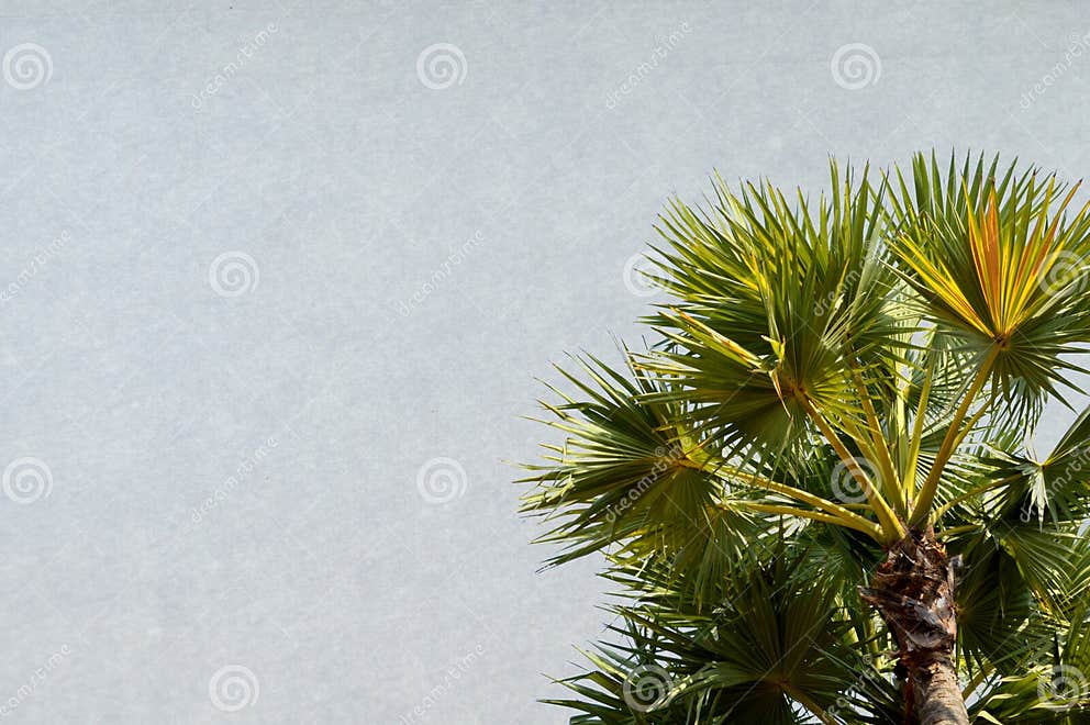 Palm tree on paper stock image. Image of plant, space - 100618271