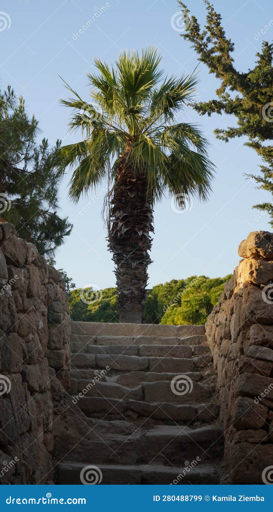 Palm tree in Paphos Cyprus stock image. Image of temple - 280488799