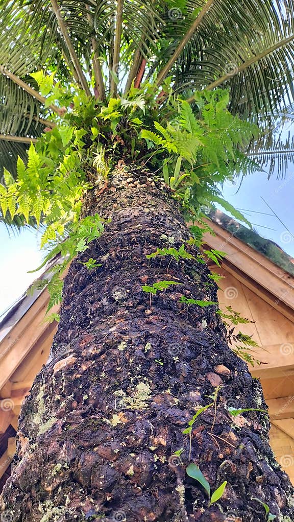 Palm Tree and Parasite Plant Stock Photo - Image of palm, plant: 276631780