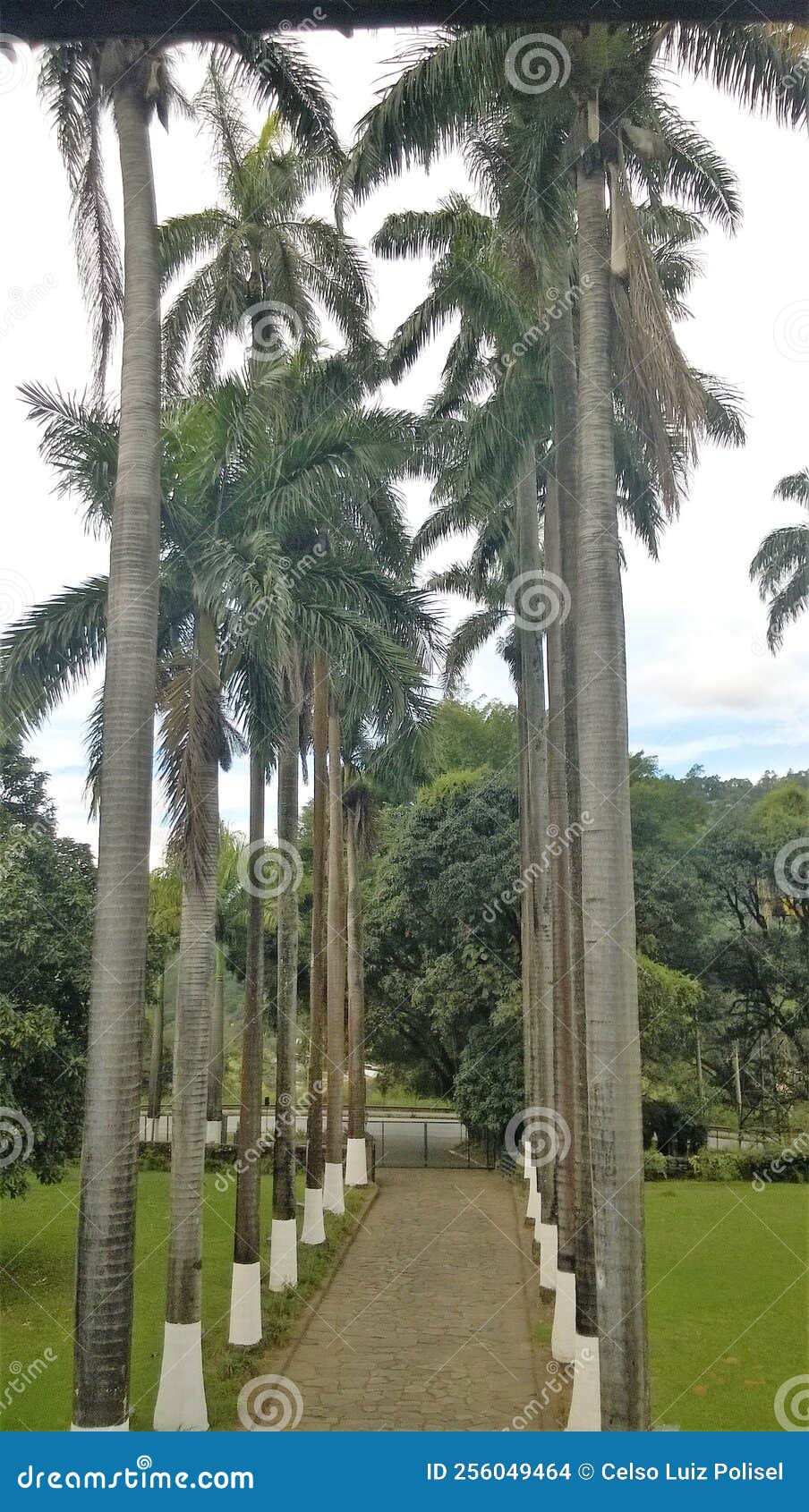 Palm Tree Path stock photo. Image of jungle, shrub, path - 256049464