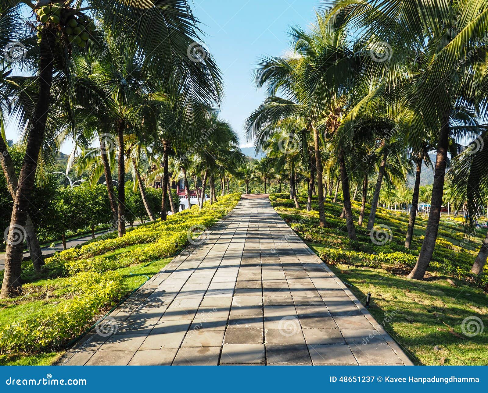 PALM TREE PATHWAY stock image. Image of chiang, beautiful - 48651237