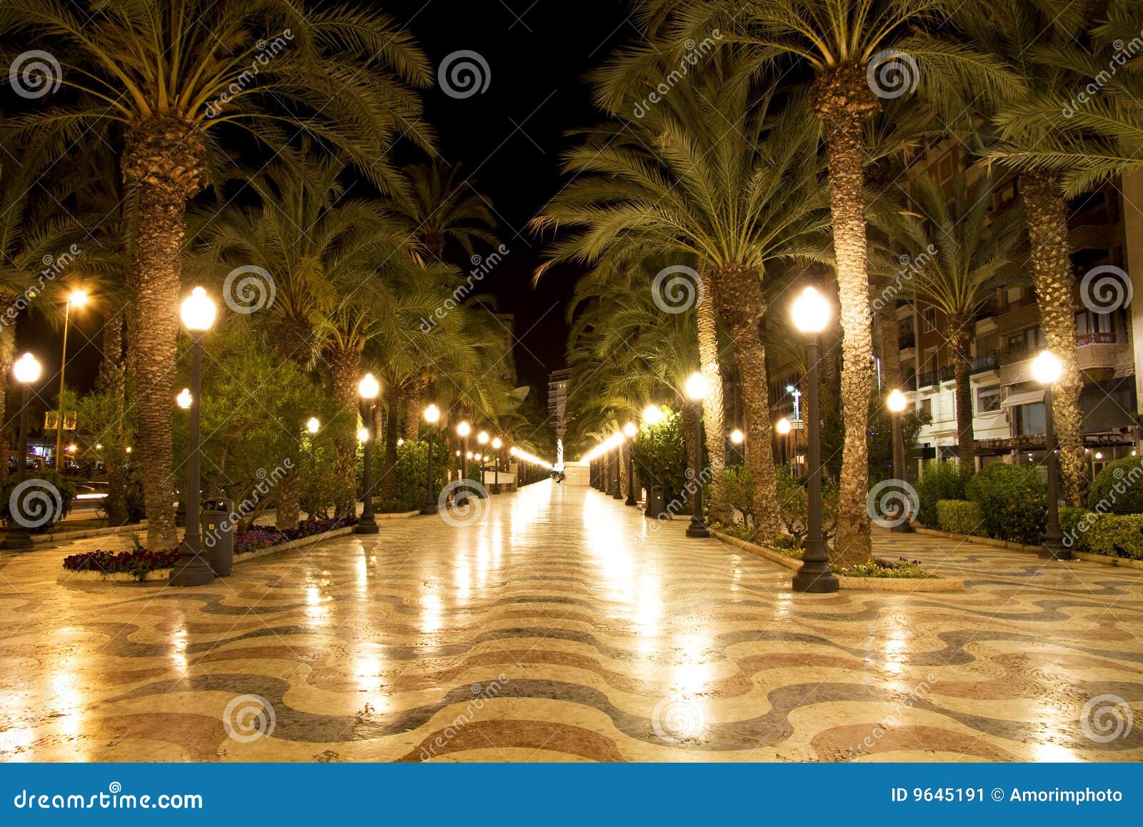 Palm tree pathway at night stock image. Image of pedestrial - 9645191