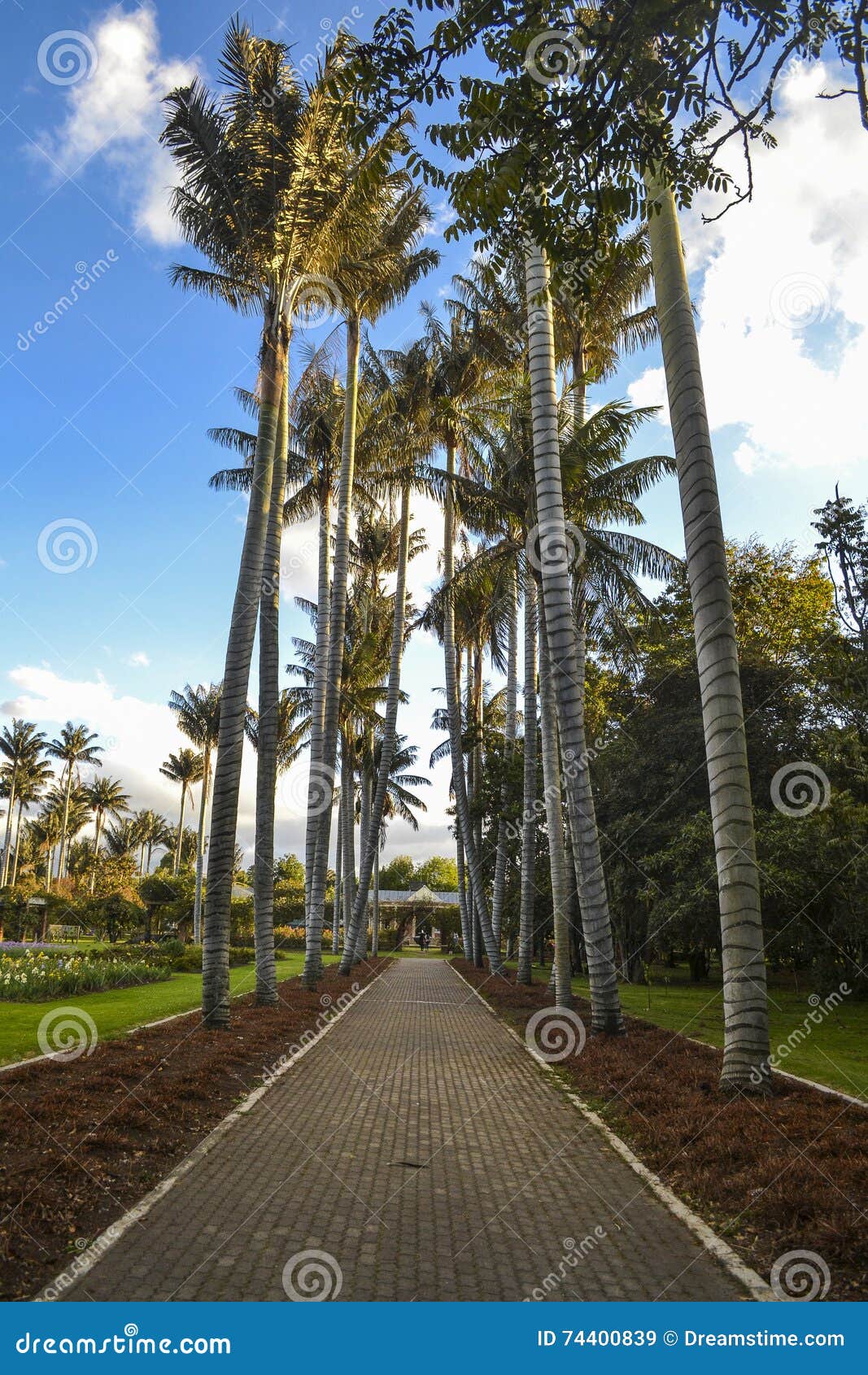 Palm tree pathway stock image. Image of palm, tree, path - 74400839