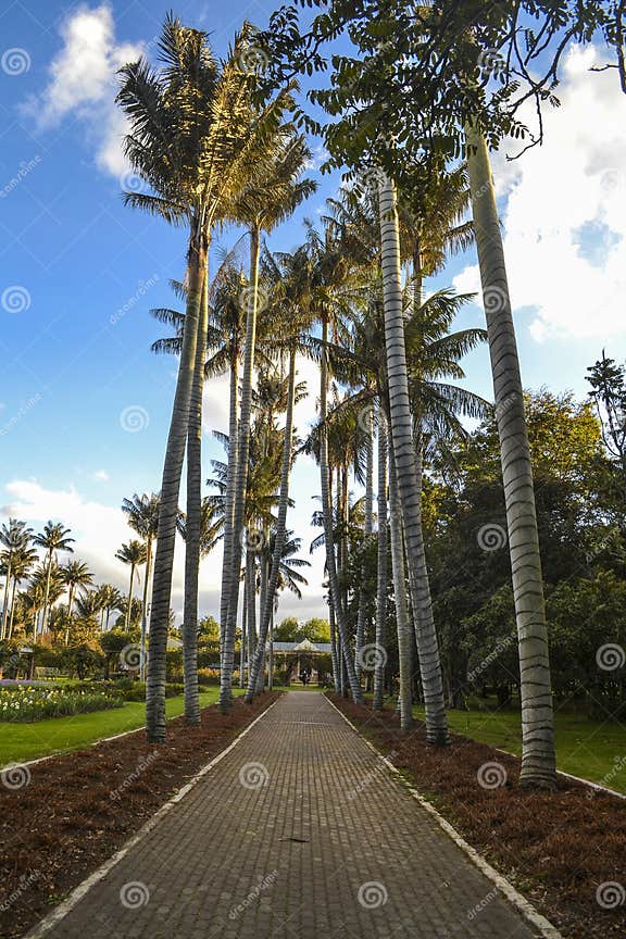 Palm tree pathway stock image. Image of palm, tree, path - 74400839