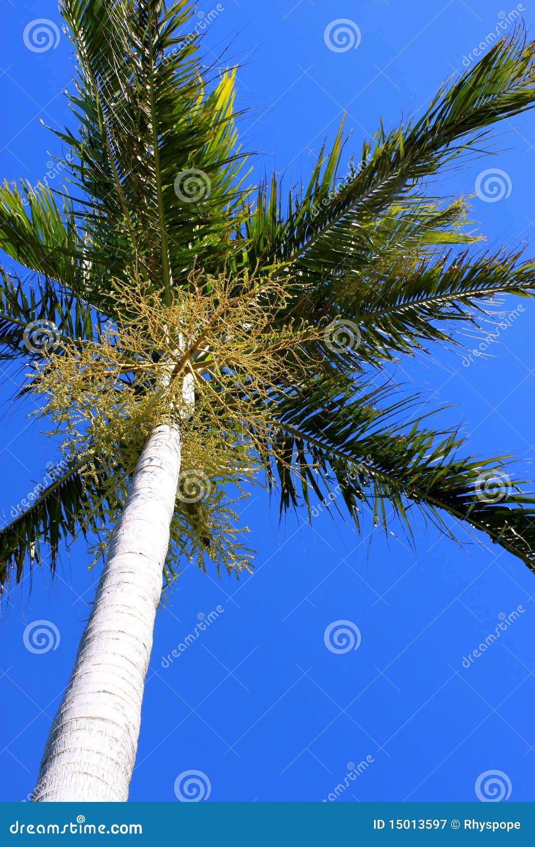 Palm Tree Perspective stock image. Image of detail, close - 15013597