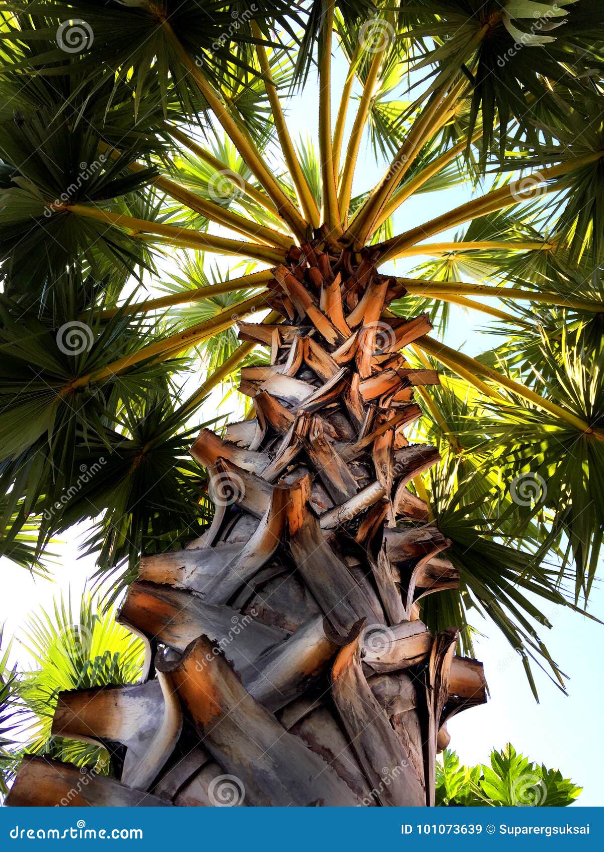 Palm Tree Perspective stock image. Image of island, summer - 101073639