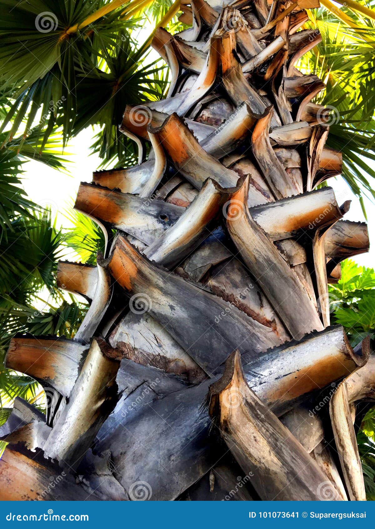 Palm Tree Perspective stock image. Image of background - 101073641