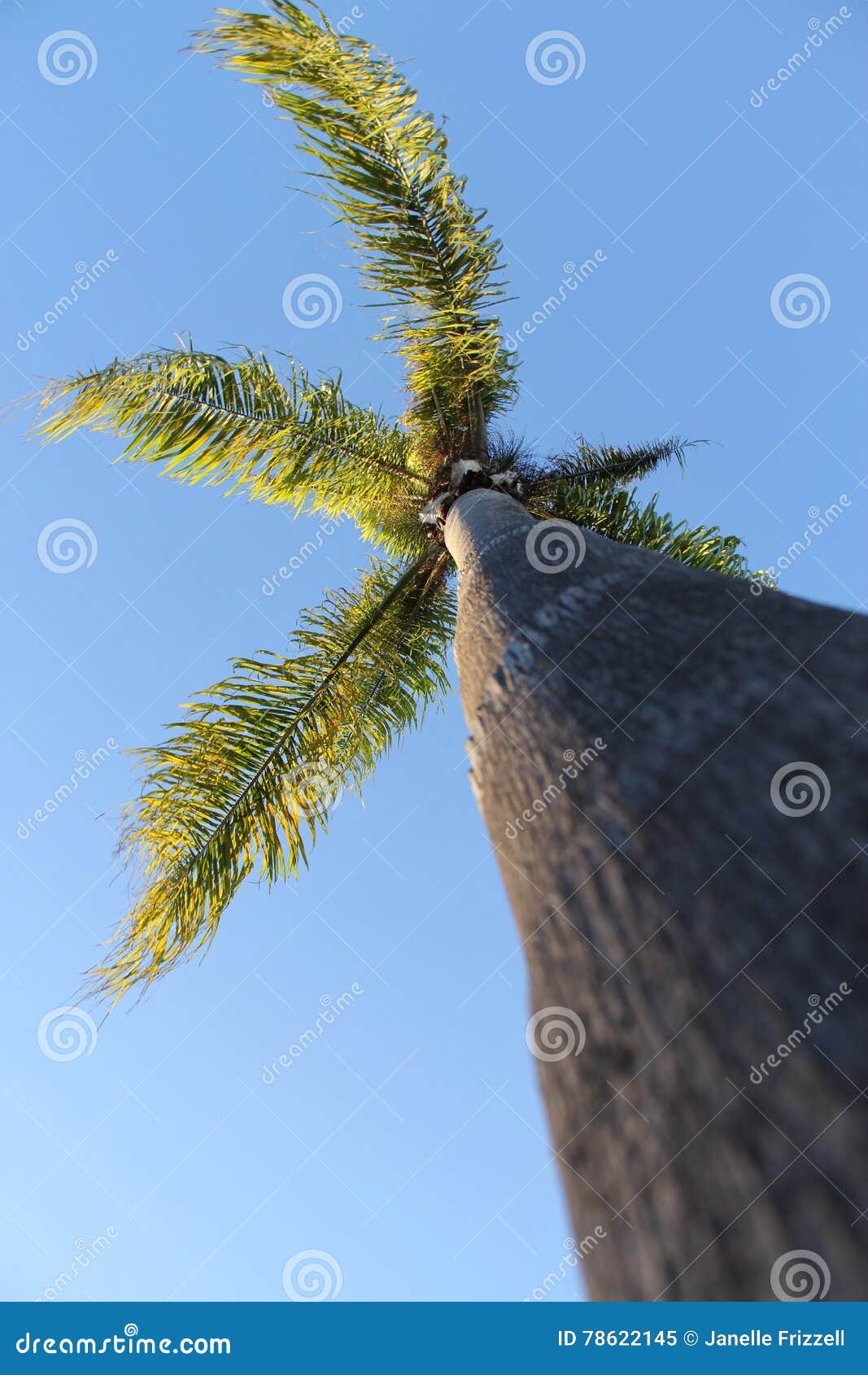 Palm Tree Perspectives stock image. Image of plants, tall - 78622145
