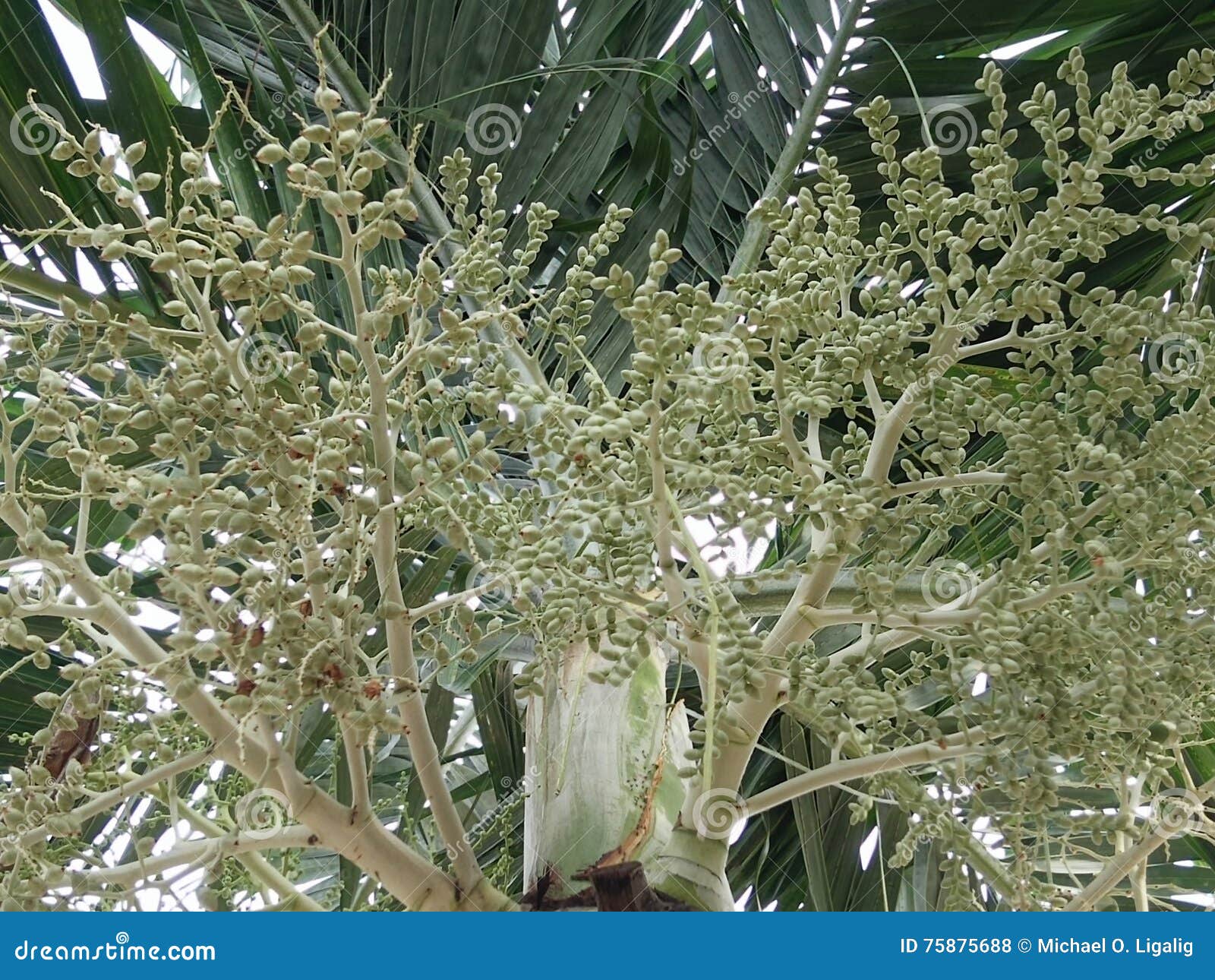 Philippine Palm Civet Stock Photo | CartoonDealer.com #104627424