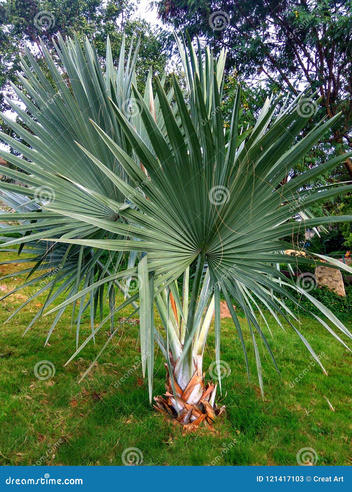 Palm tree plant. stock image. Image of leaf, grass, greenary - 121417103
