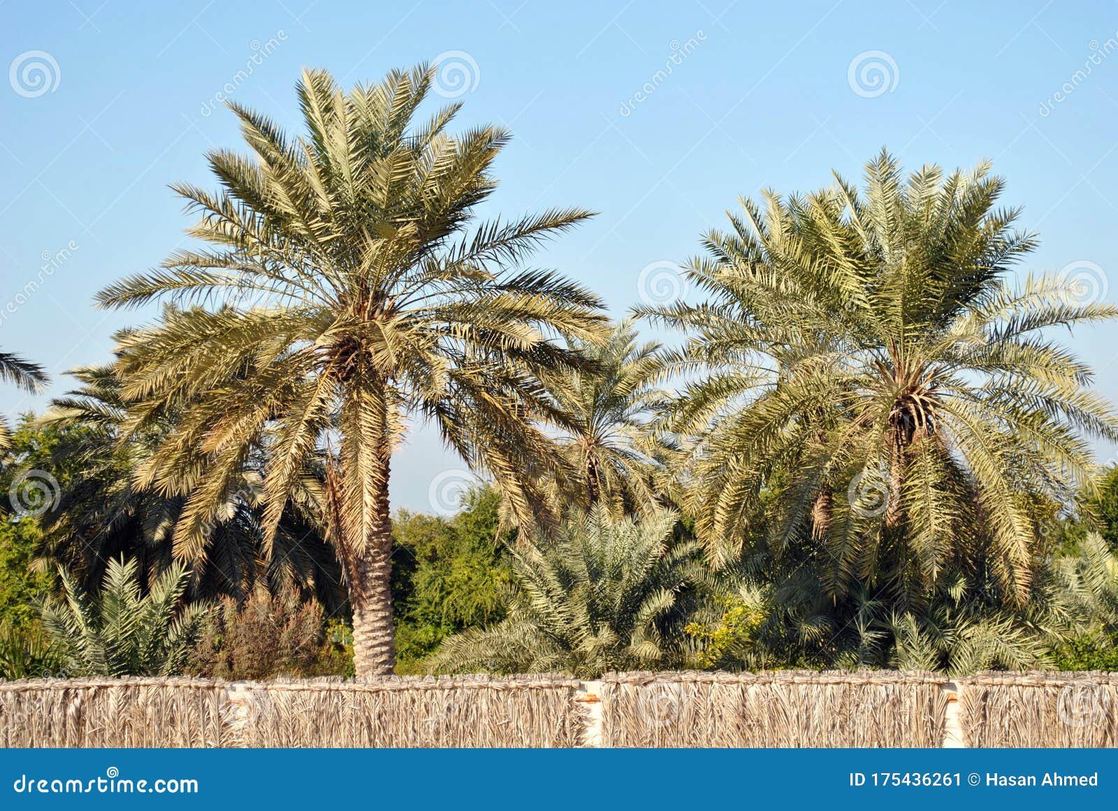 Palm Tree Plantation on a Sunny Day Stock Image - Image of bahrain ...