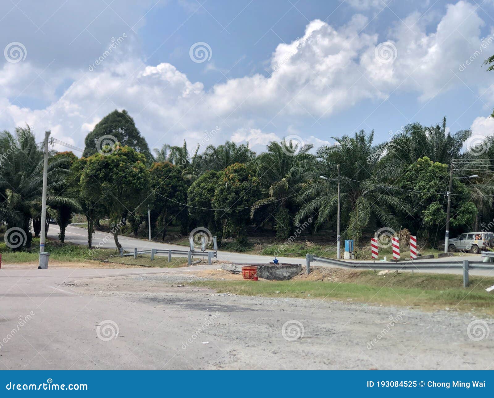 Palm Tree stock image. Image of planting, tree, kampung - 193084525
