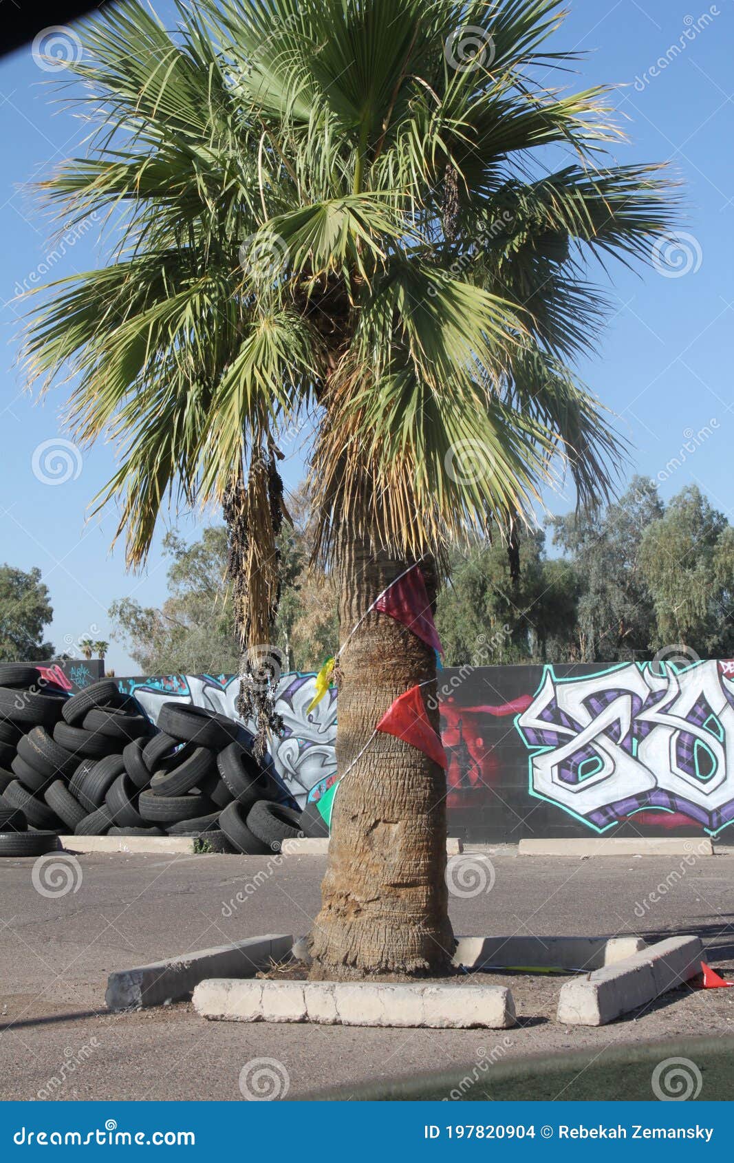 Palm festive 1158 stock photo. Image of arid, cluster - 197820904