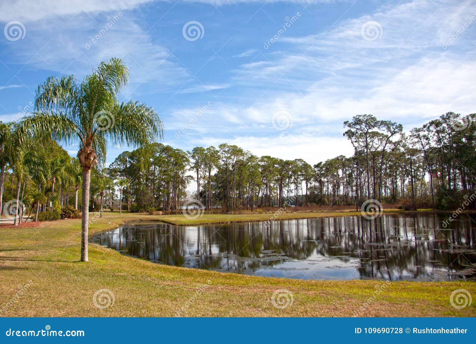 Palm tree by a pond stock photo. Image of perfect, palm - 109690728