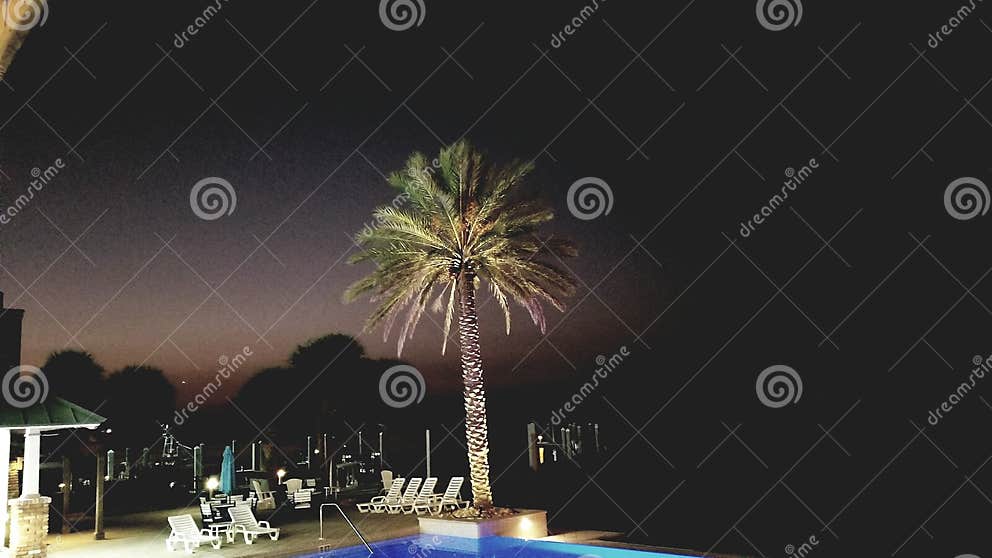Palm Tree by Pool at Night stock photo. Image of pool - 161299936