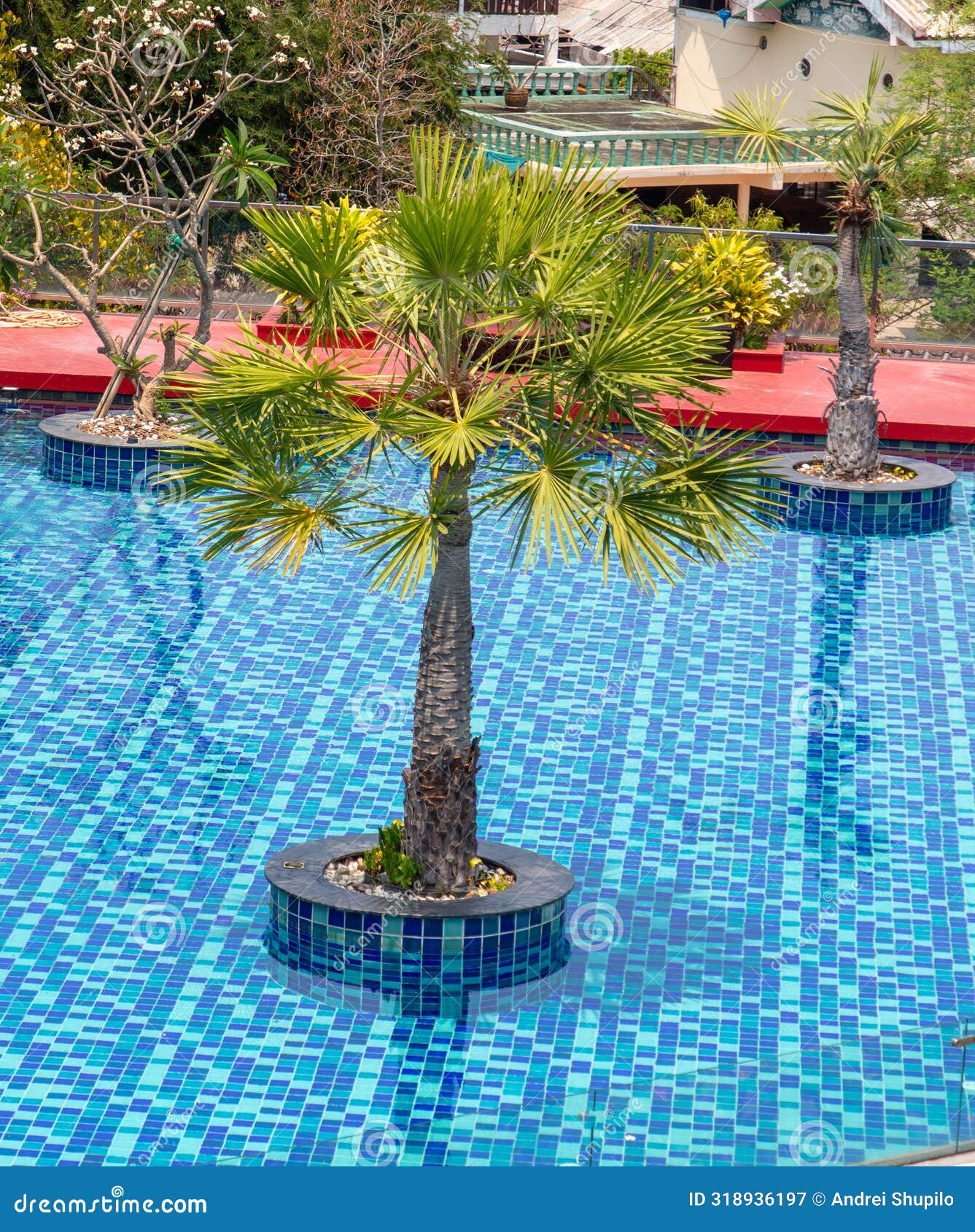 Palm Tree by the Pool in the Tropics Stock Image - Image of leisure ...