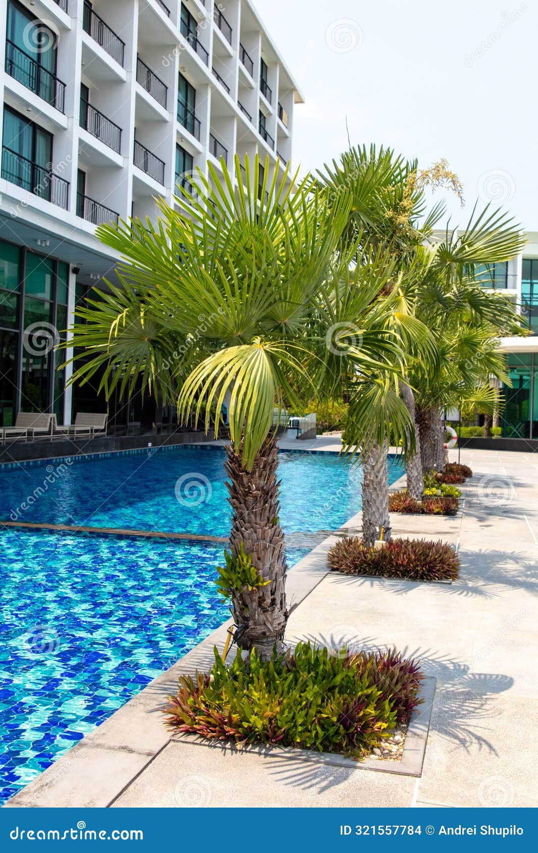 Palm Tree by the Pool in the Tropics Stock Photo - Image of blue ...