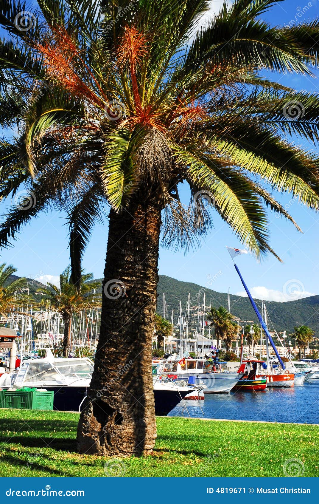 Palm tree and port stock image. Image of holiday, alps - 4819671