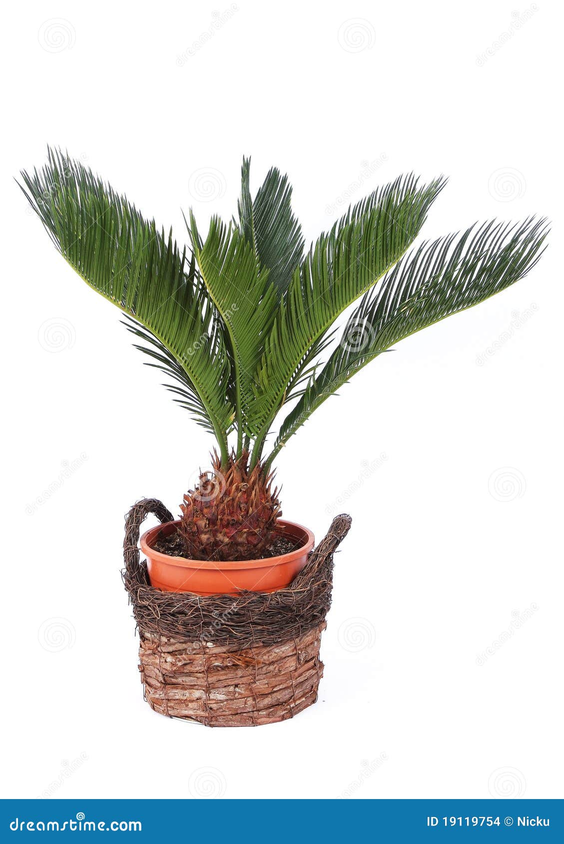 Palm tree in a pot stock photo. Image of tree, palm, branch - 19119754