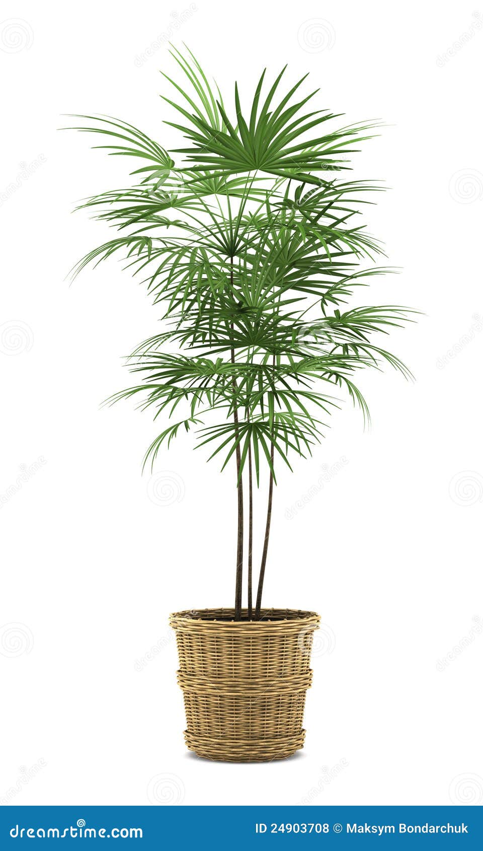Palm Tree In Pot Isolated On White Royalty Free Stock Photos - Image ...