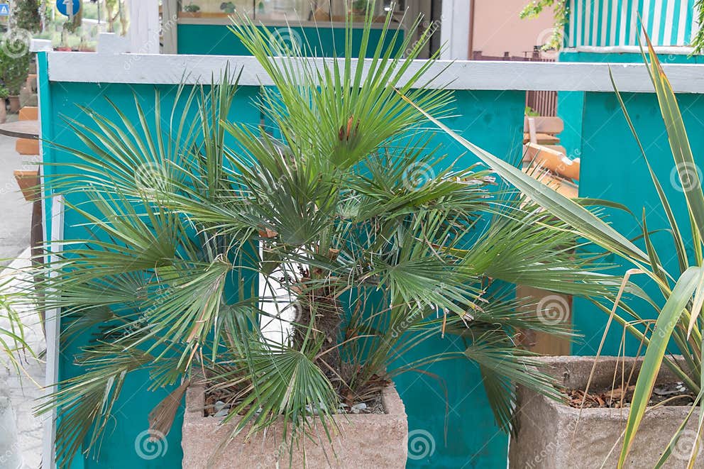 Palm Tree in a Pot on the Terrace of a Cafe Stock Image - Image of ...