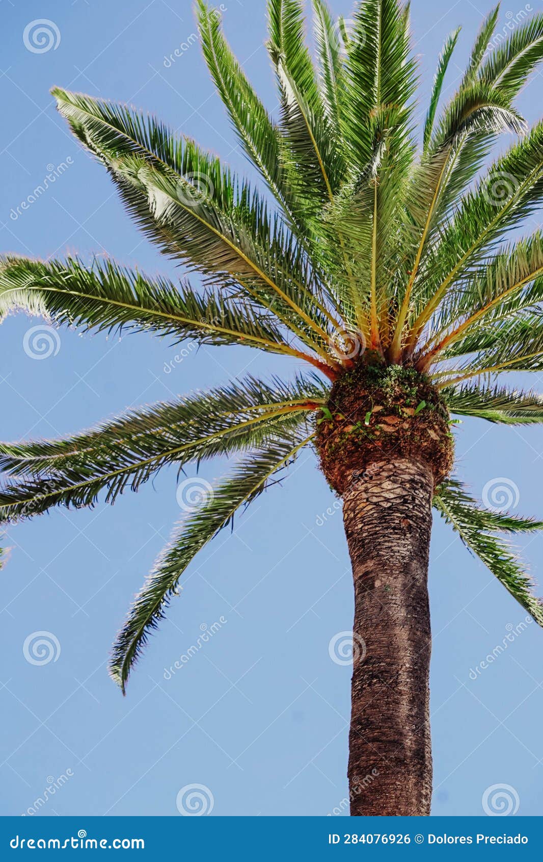 Palm tree on the promenade stock photo. Image of produce - 284076926
