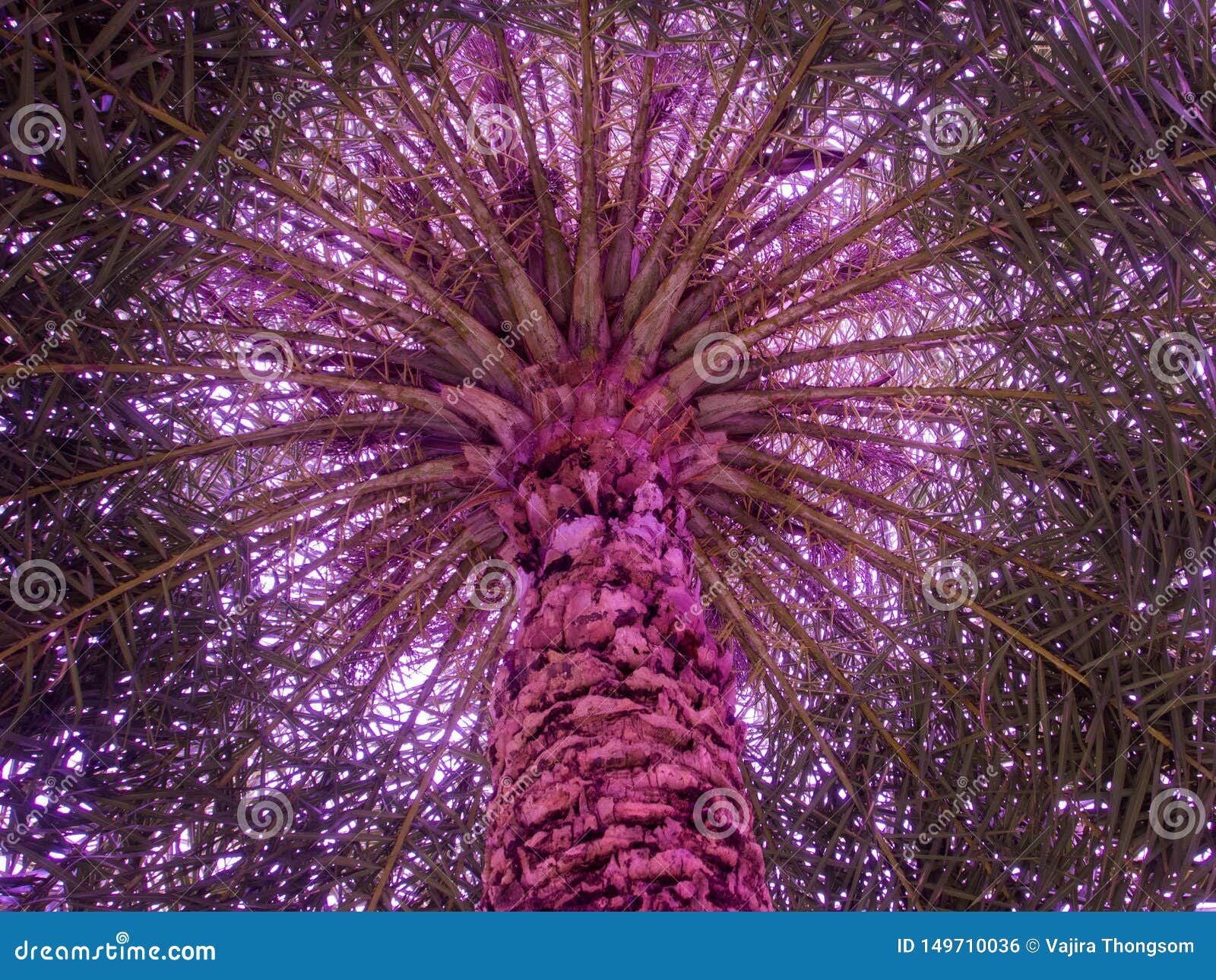 Palm Tree Purple from Bottom View Stock Illustration - Illustration of ...