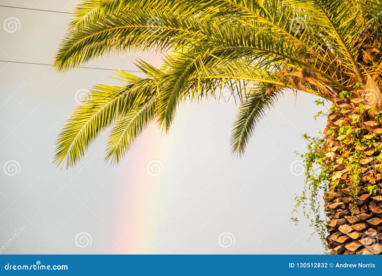 Palm Tree Rainbow stock photo. Image of leaves, summer - 130512832