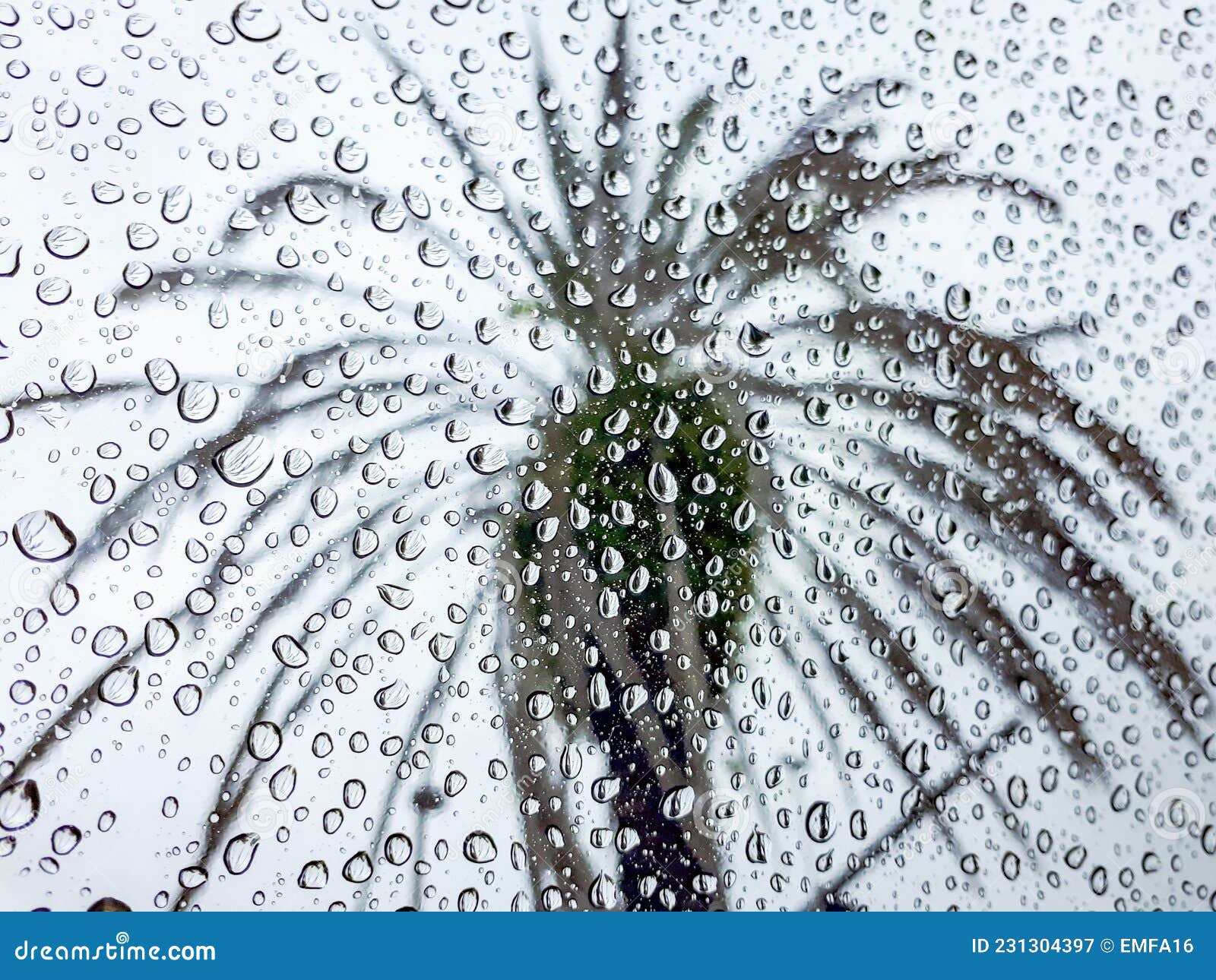 Palm Tree through Raindrops on Window Pane, Orlando, Florida Stock ...