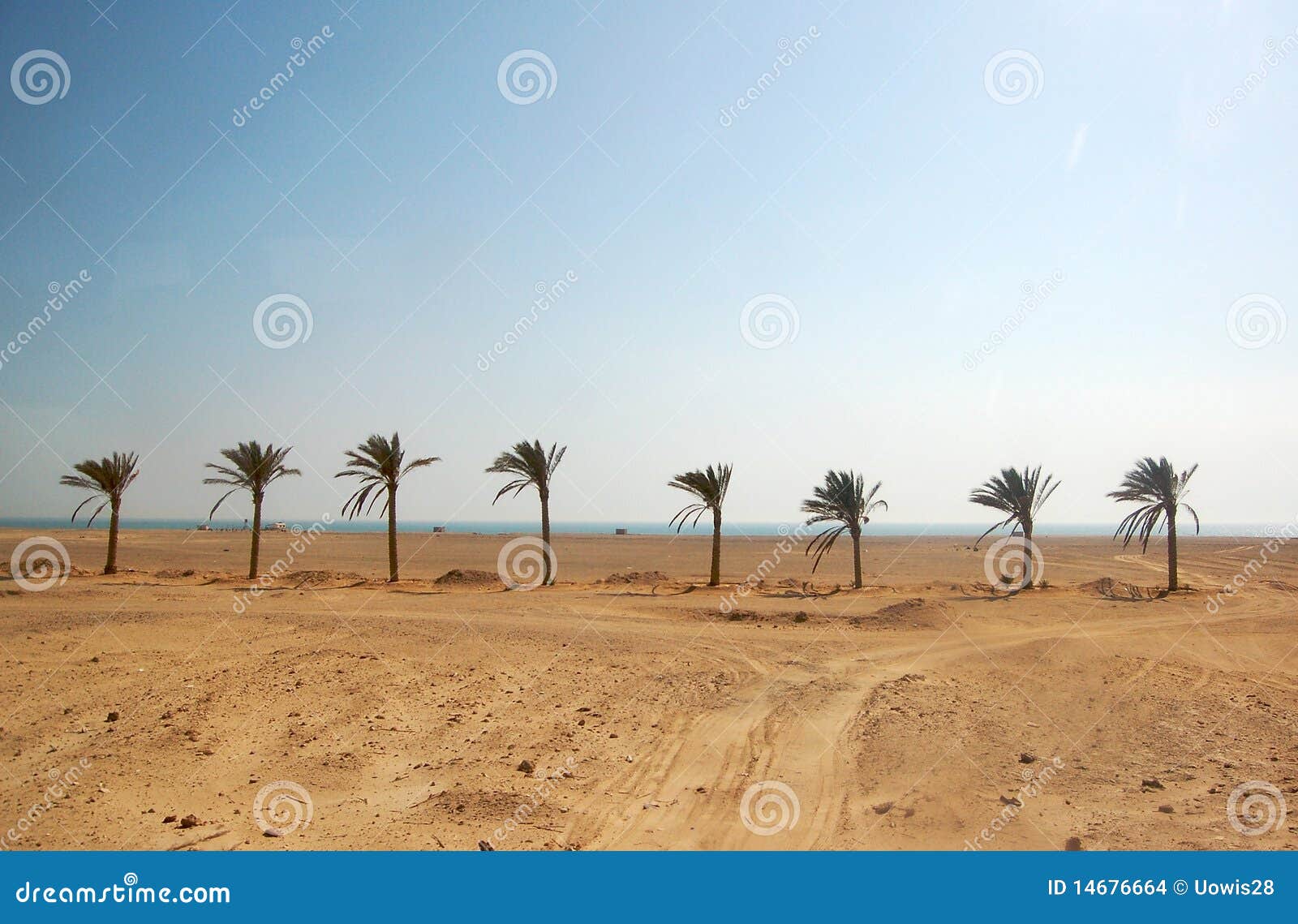 Palm tree raw stock photo. Image of pure, ocean, palm - 14676664