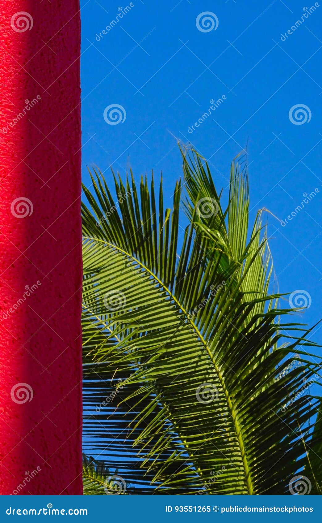 Palm Tree Red, Blue Grenn Picture. Image: 93551265
