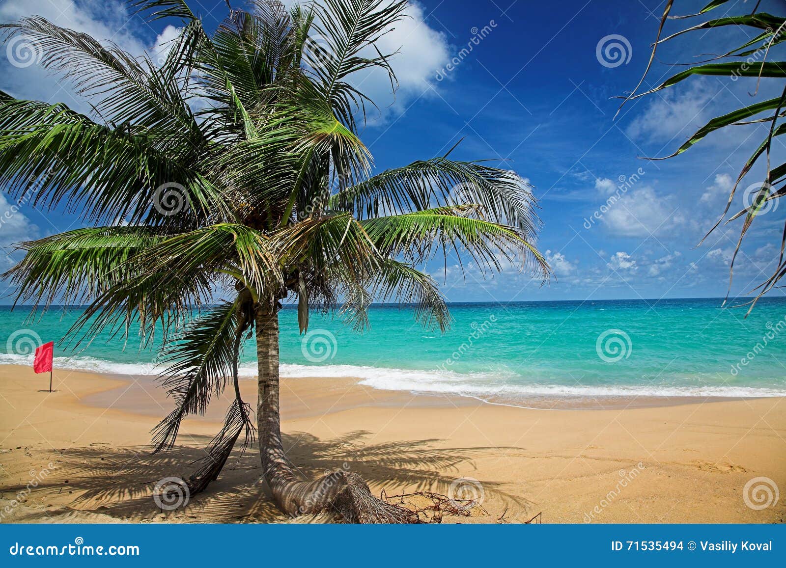 Palm Tree and Red Flag on the Sea Beach. Stock Photo - Image of green ...