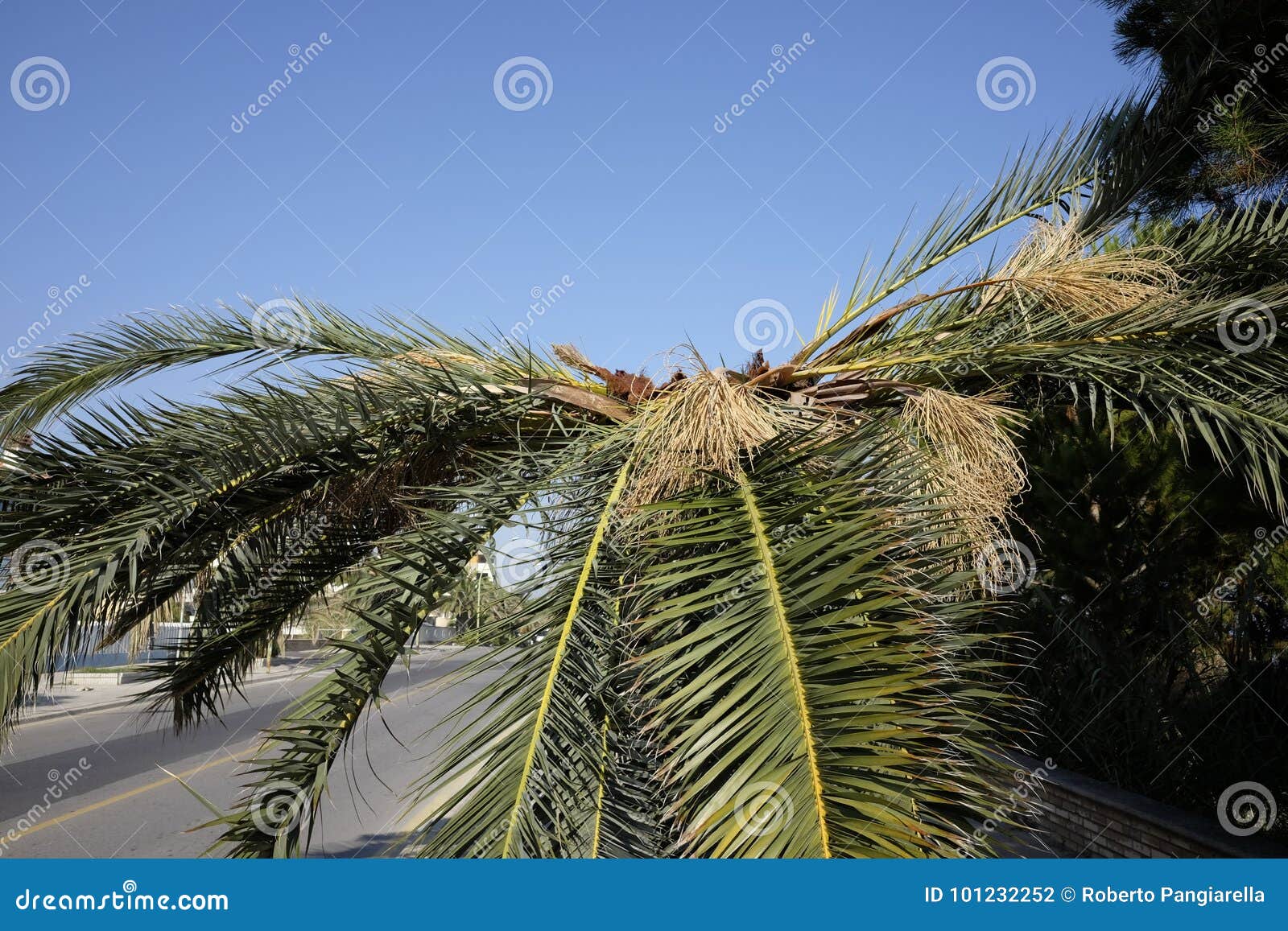 Palm tree stock photo. Image of solution, punch, trees - 101232252