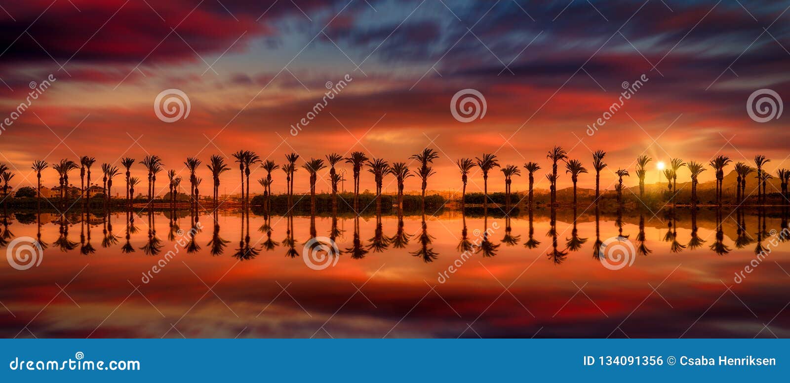 Palm tree reflection stock photo. Image of beach, water - 134091356