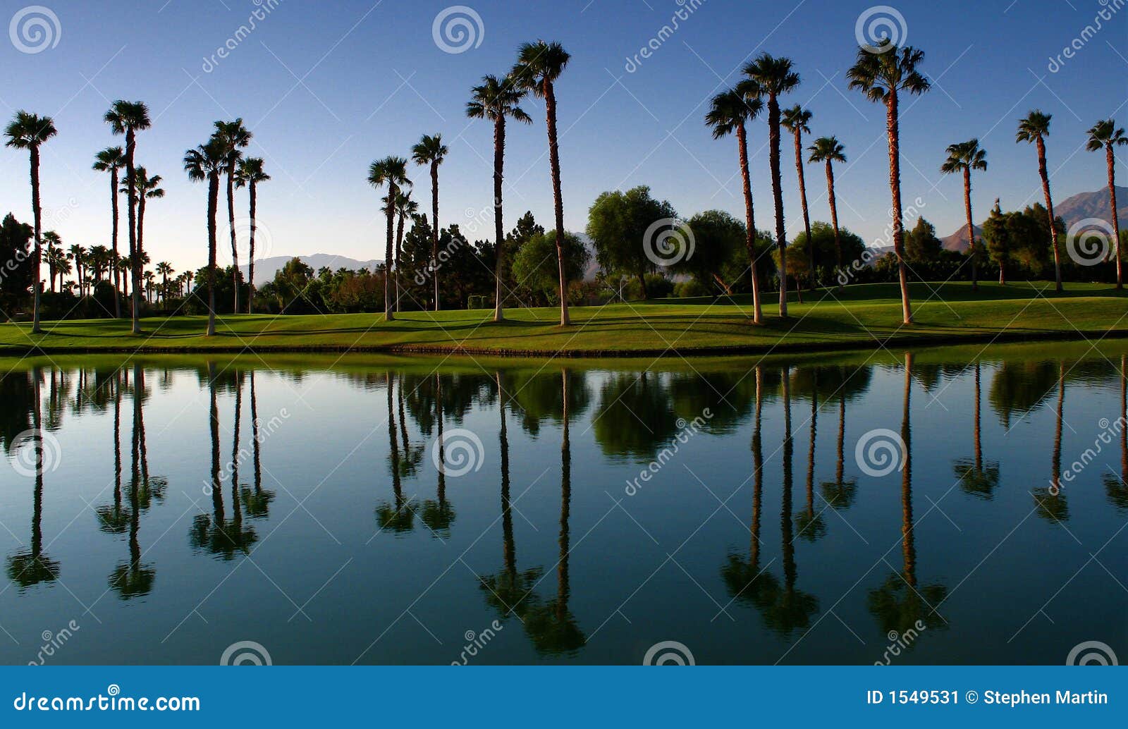 Palm Tree Reflections stock image. Image of postcard, golf - 1549531