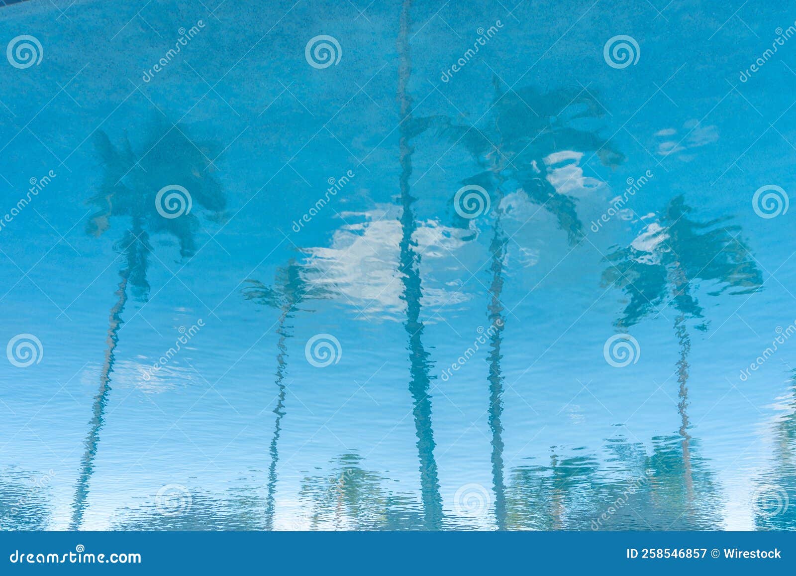 Palm Tree Reflections with Scenic Sky on the Background Stock Image ...