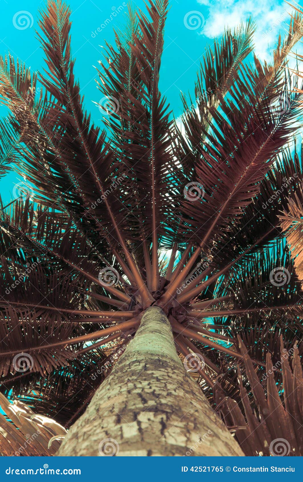 Palm Tree with Retro Summer Filter Effect Stock Image - Image of nature ...