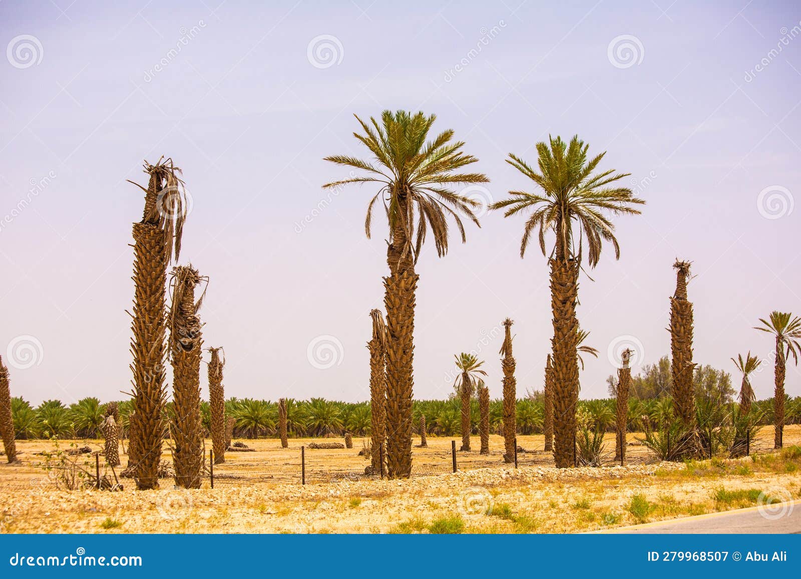Palm Tree Riyadh Saudi Arabia Stock Image - Image of rock, badlands ...
