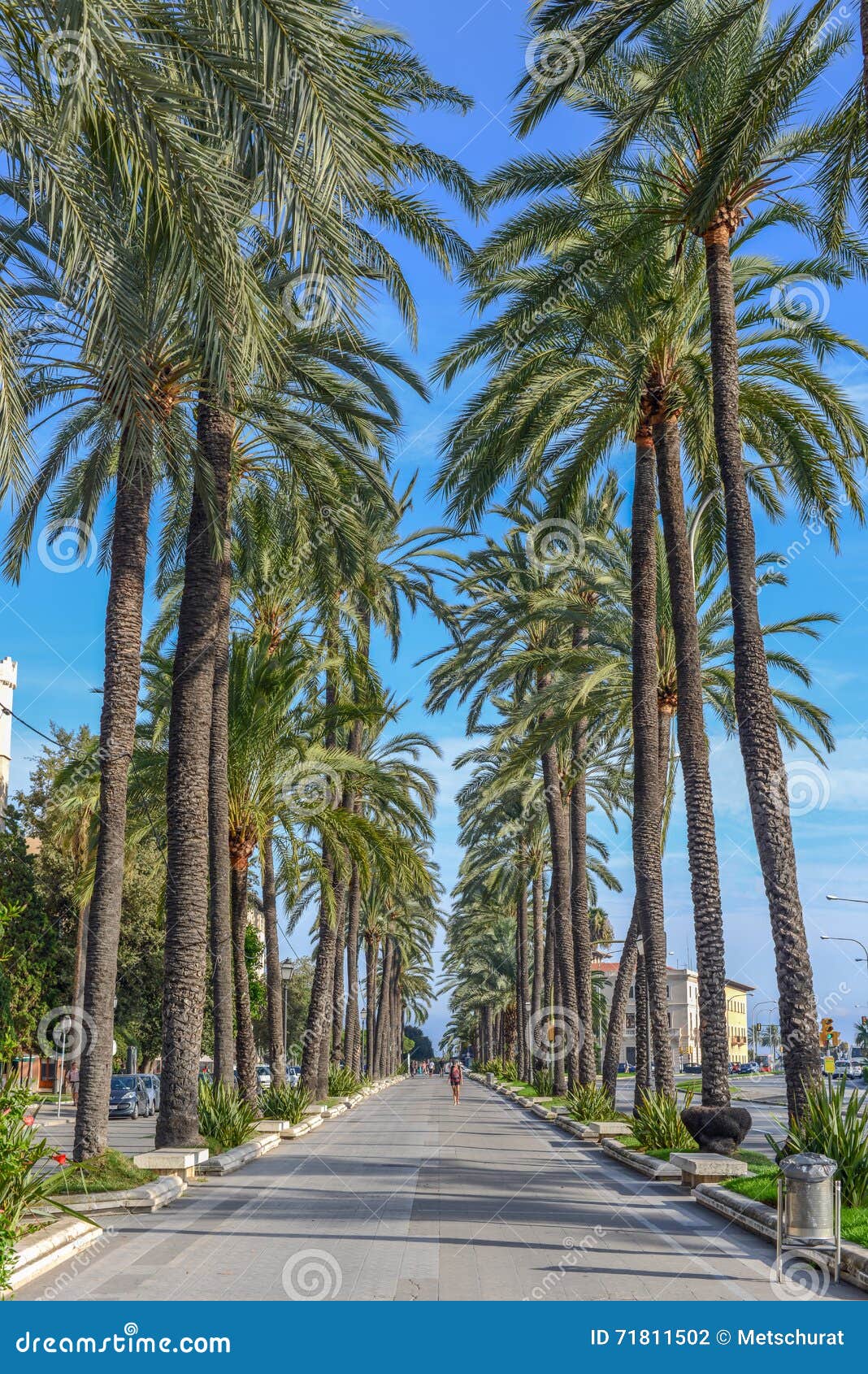 Palm Tree Road at Mallorca in the Summer Stock Photo - Image of coast ...